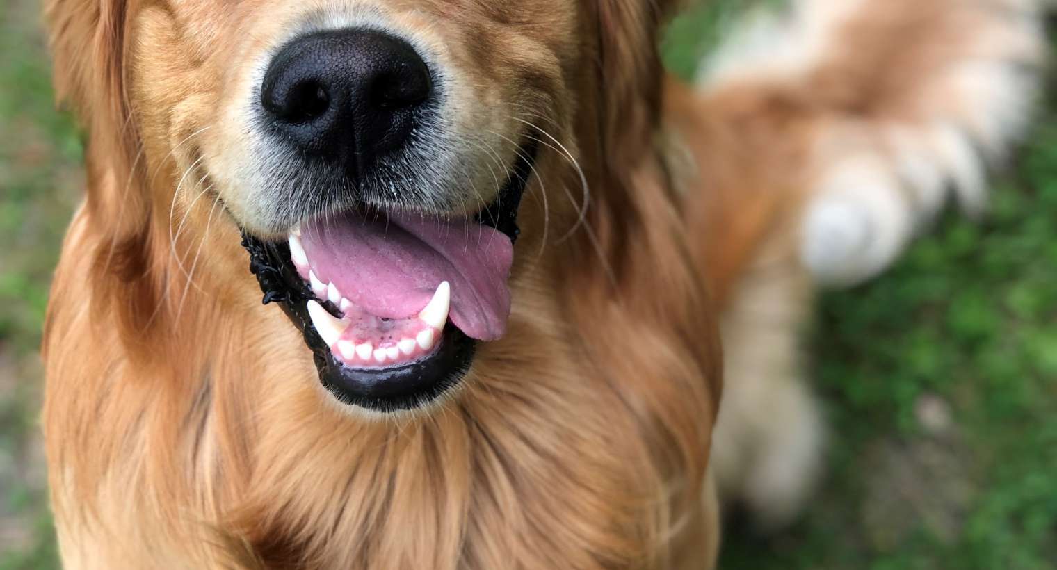 fido-4 (5) – Canadian Guide Dogs for the Blind