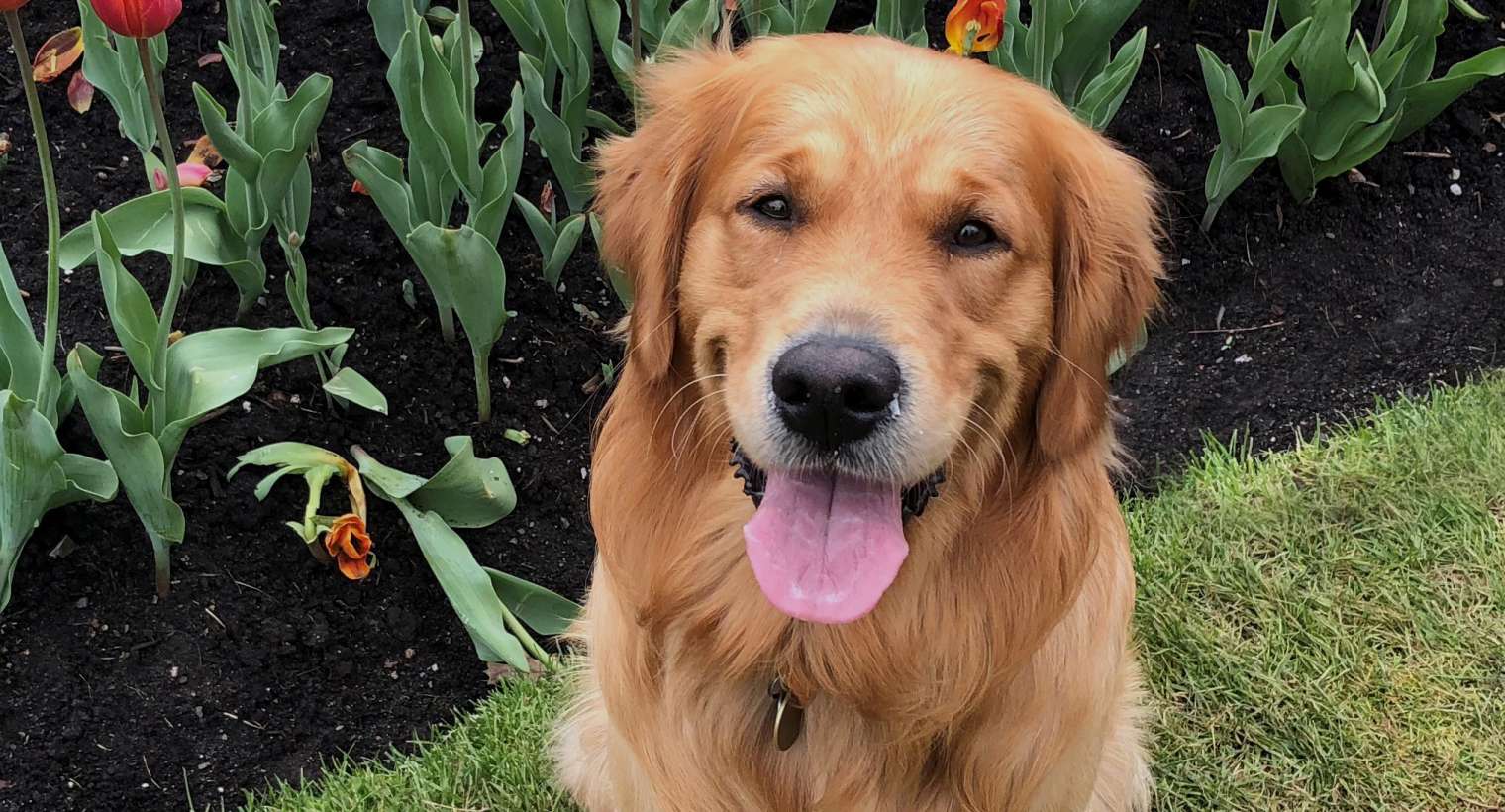 fido-banner – Canadian Guide Dogs for the Blind