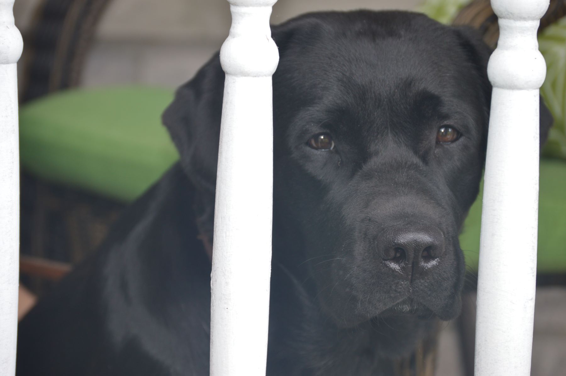 november_whoopi – Canadian Guide Dogs for the Blind