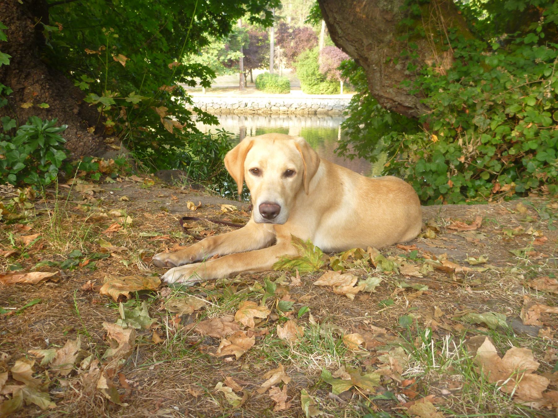 october_hamish_iii – Canadian Guide Dogs for the Blind